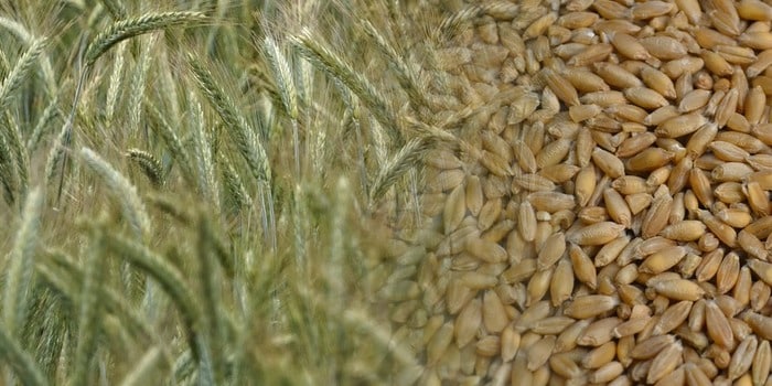 Triticale et poule : l'alternative au blé ? pas si sûr